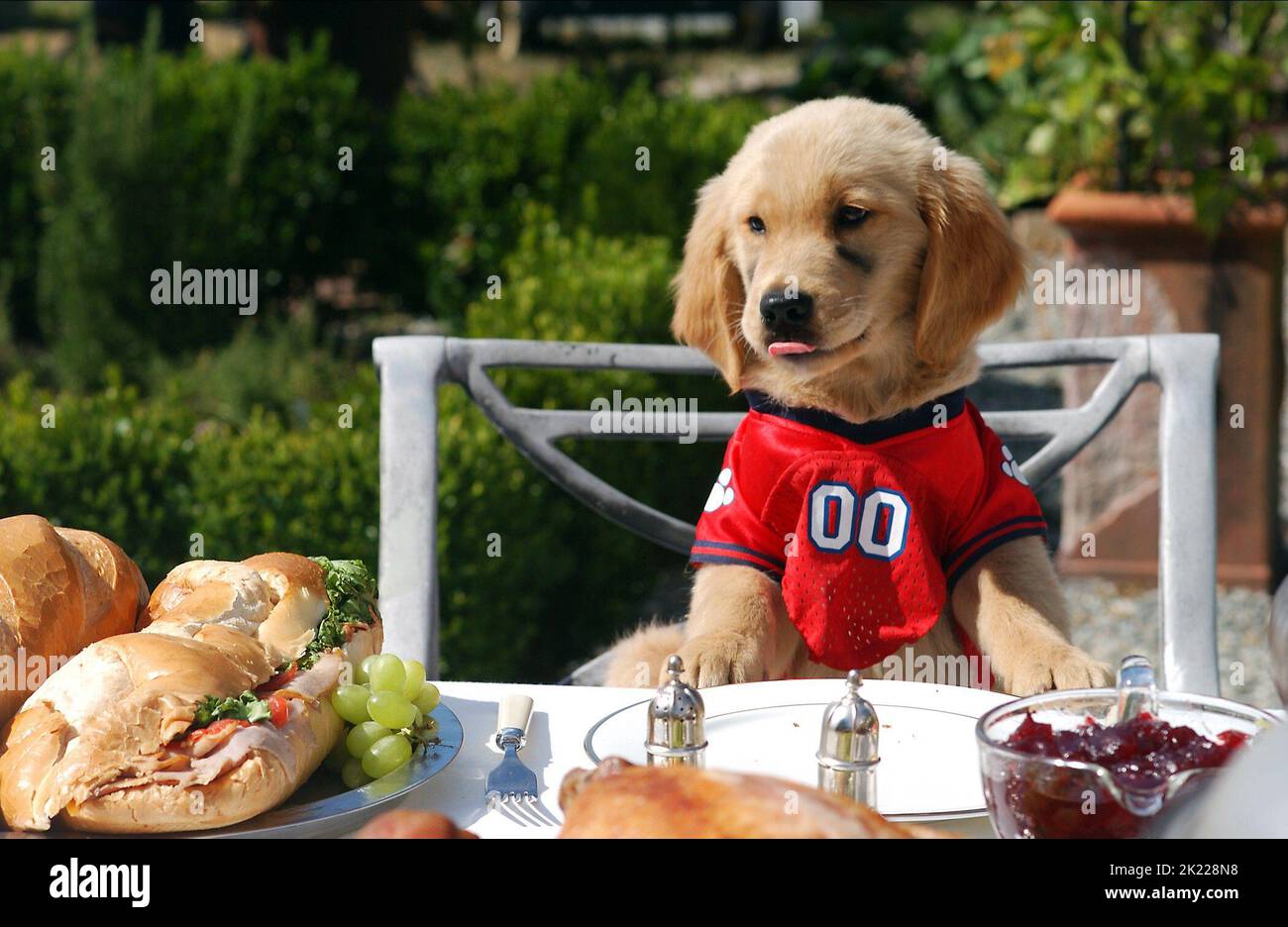 GOLDEN RETREIVER PUP, AIR BUDDIES, 2006 Stock Photo - Alamy