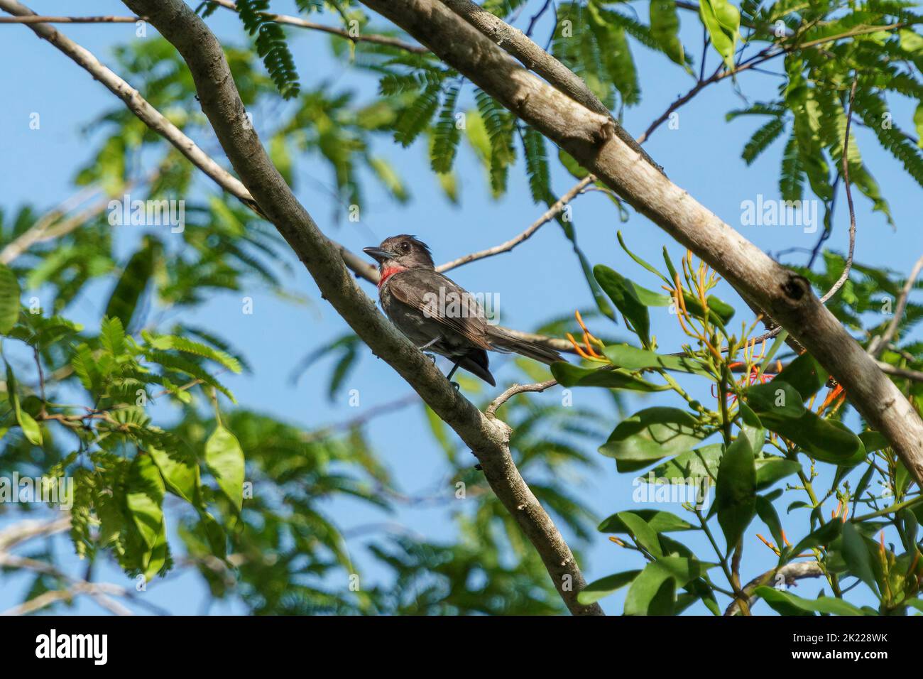 Rose-throated becard perched on the branches of a tropical tree. In ...