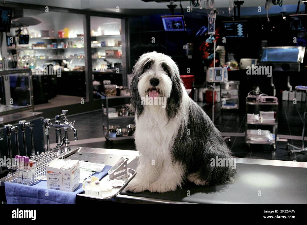 The Shaggy Dog 2006 Transformation