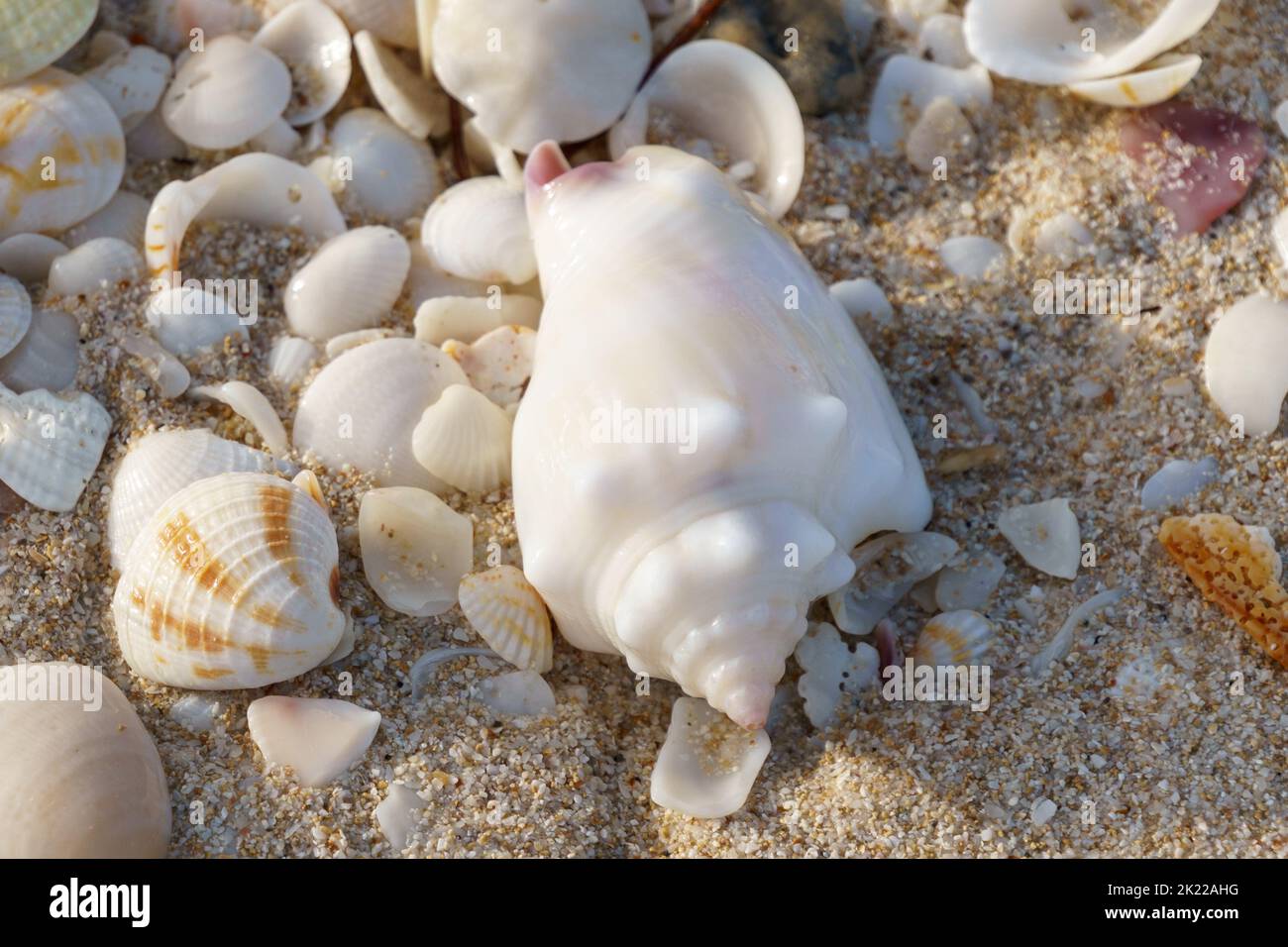 Celestun beach hi-res stock photography and images - Alamy