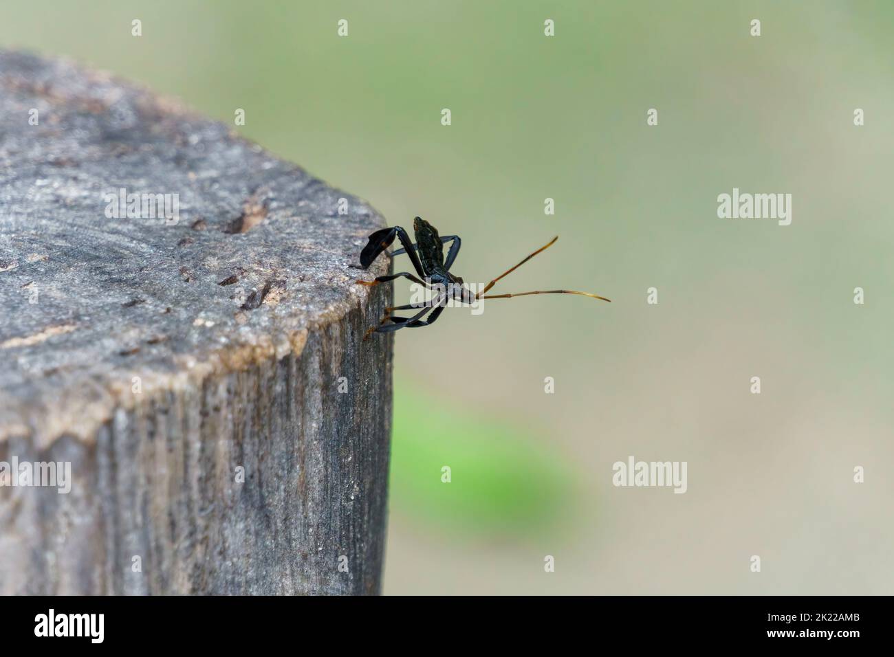 Small brown leaf-footed bug looking down from a tree stump in Calakmul ...