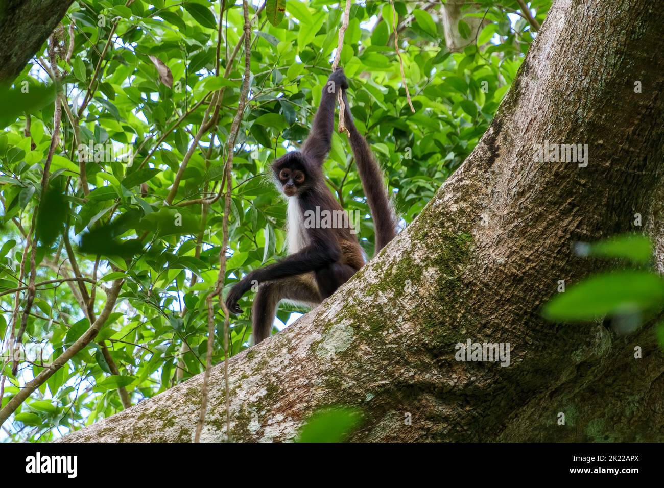 Spider monkey on a tree holding onto a vine with both it's tail and ...
