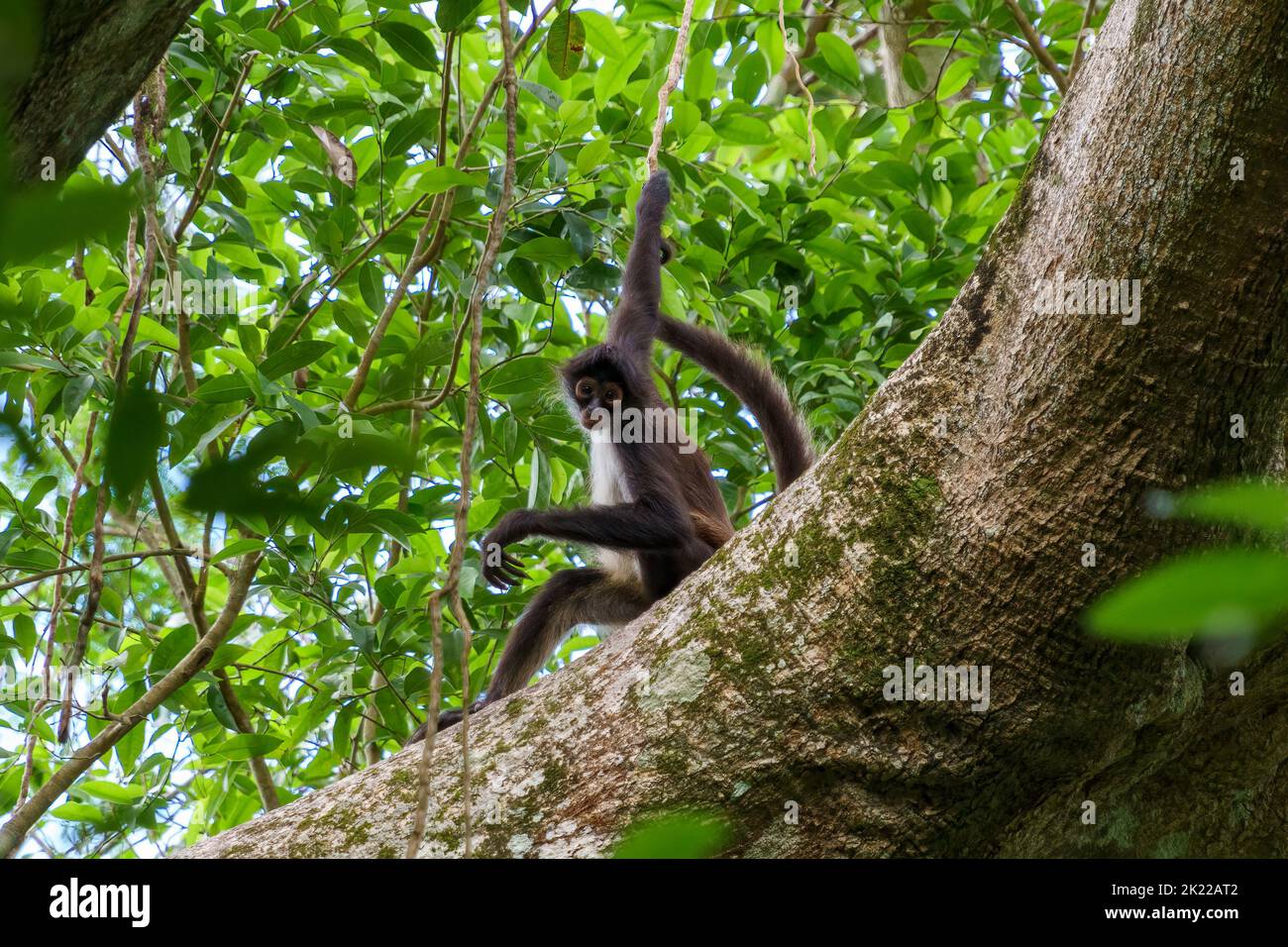 Spider monkey on a tree holding onto a vine with one hand and long ...