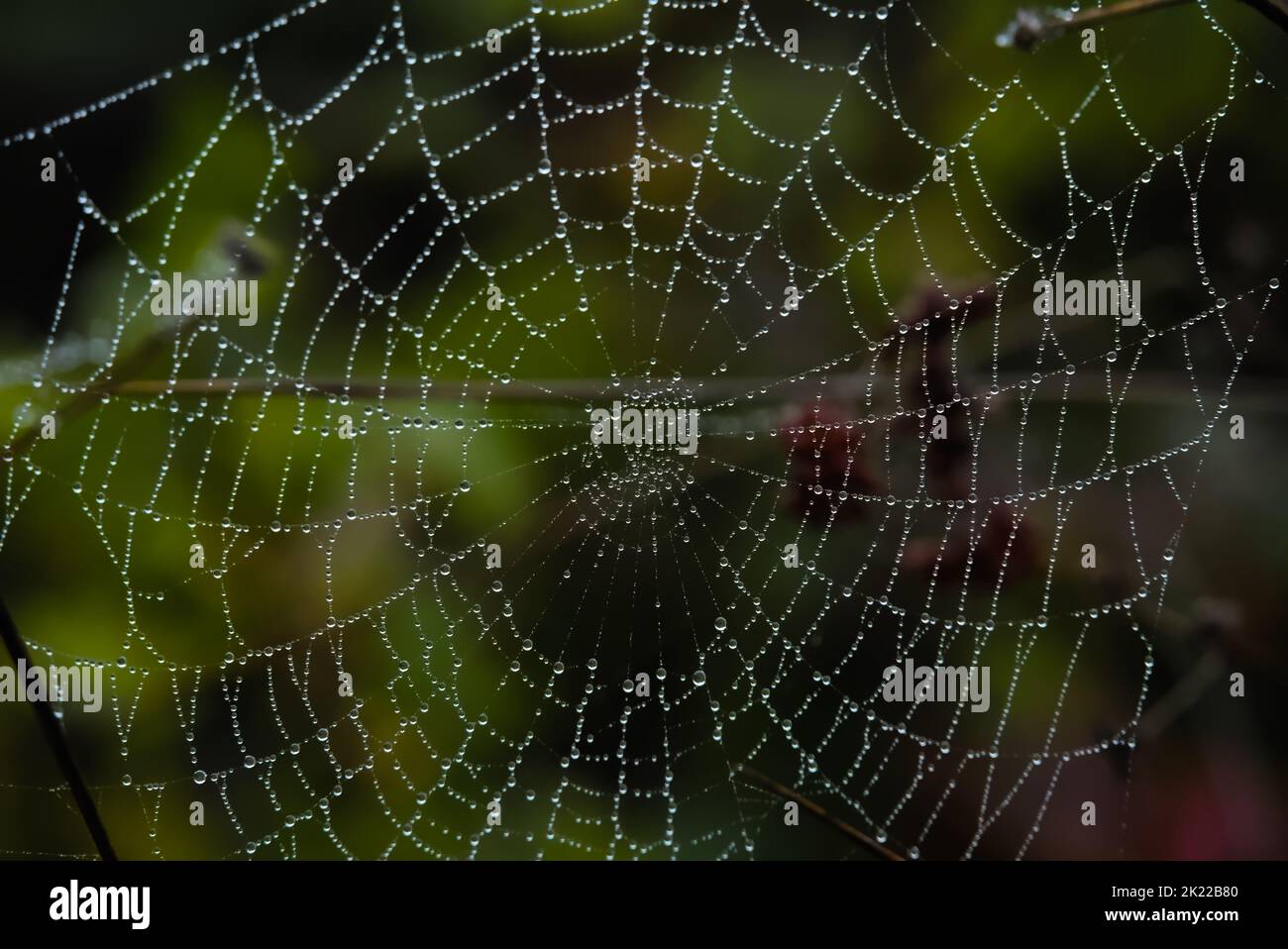 Spider web with morning dew drops on bushes Stock Photo - Alamy