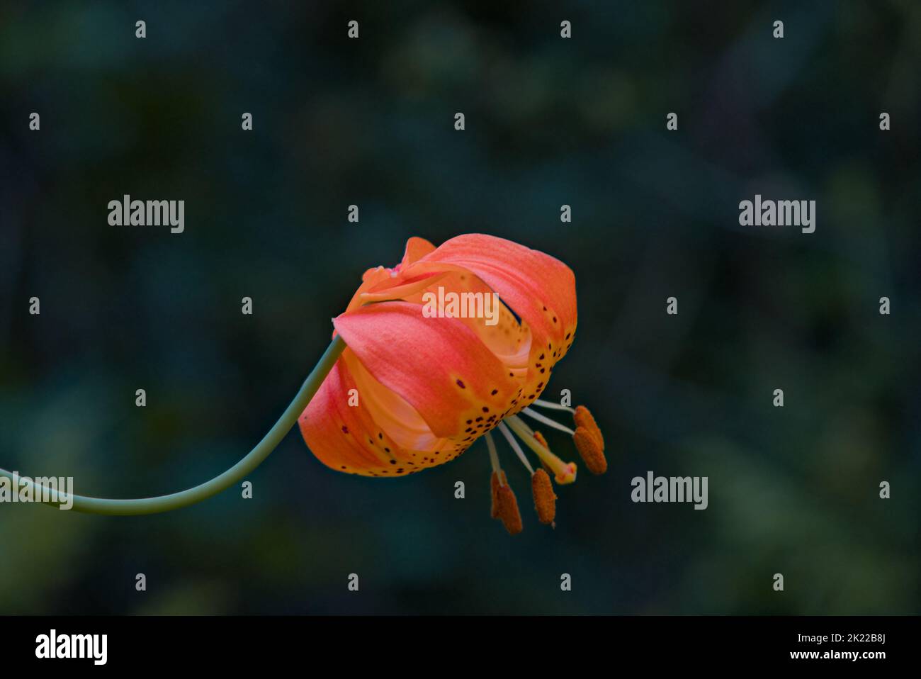 leopard lily in Trinity, California Stock Photo - Alamy
