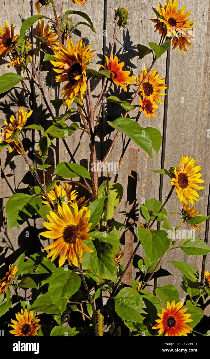 Sunflowers growing again a sunny fence Stock Photo - Alamy