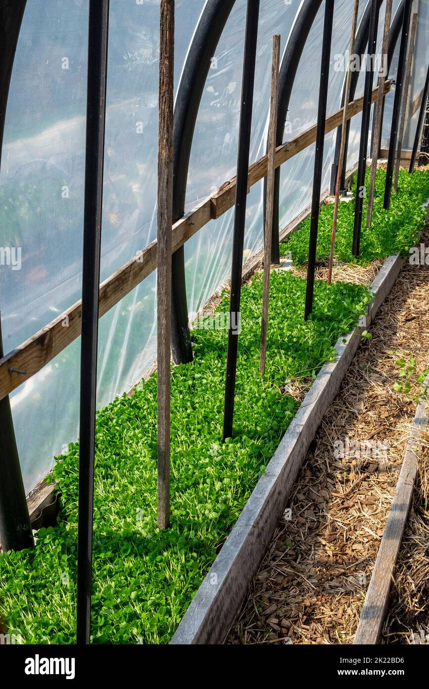 Garden hoop tunnel constructed from heavy duty fish farm tubing, with a ...