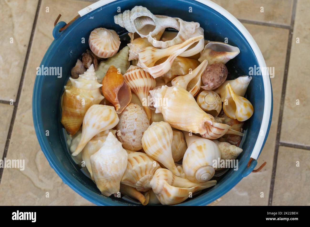 Top-down view of a blue beach bucket of seashells in Celestun, Mexico ...