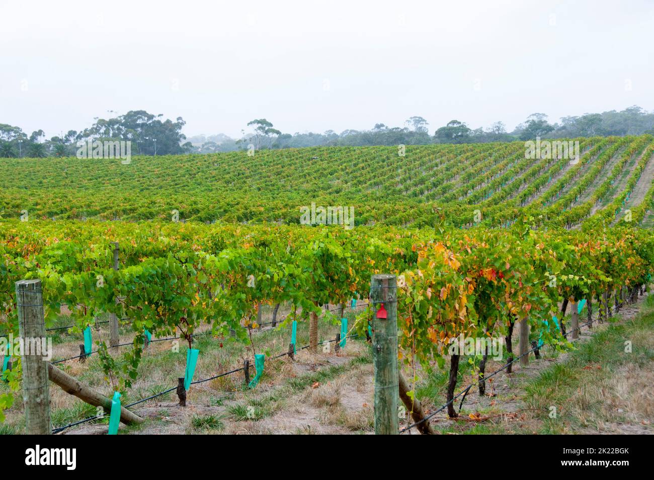 Barossa heritage trail hi-res stock photography and images - Alamy