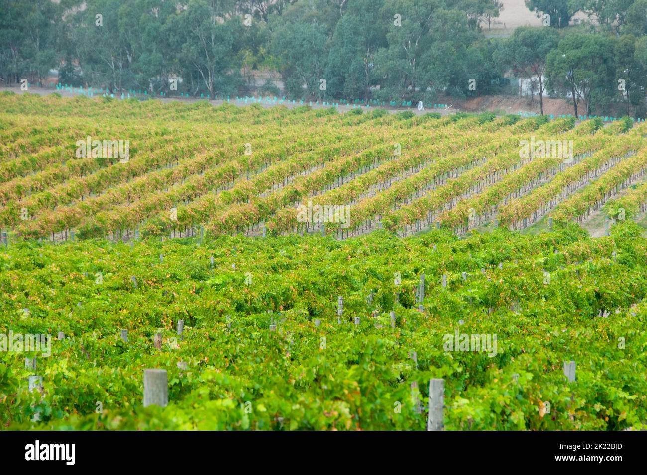 Barossa Valley - South Australia Stock Photo - Alamy
