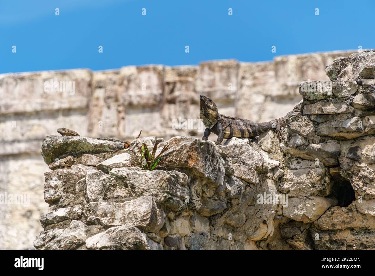 Two iguanas standing on the edge of an ancient mayan stone wall. In ...