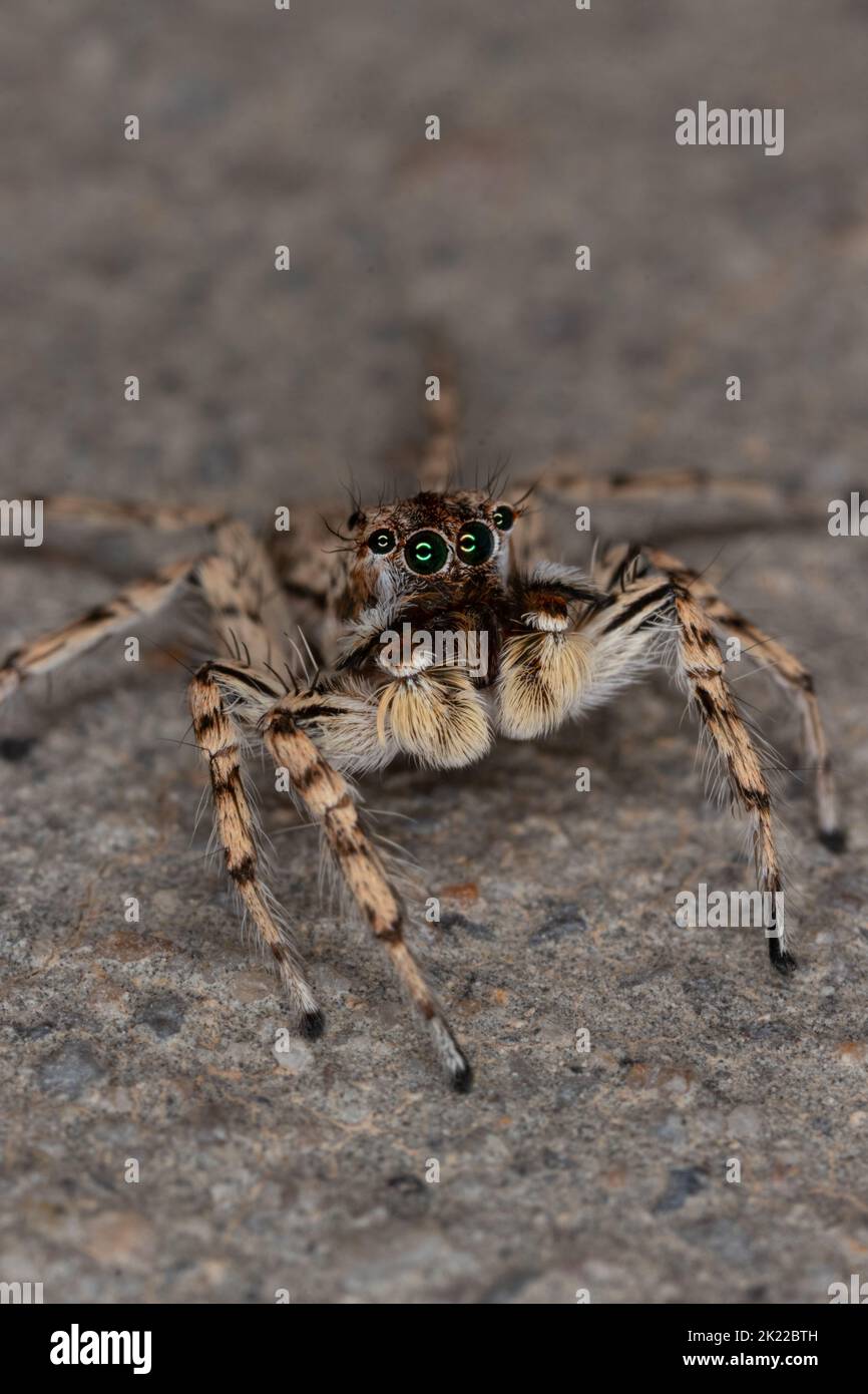A vertical shot of a small hairy jumping spider with long legs on the ...