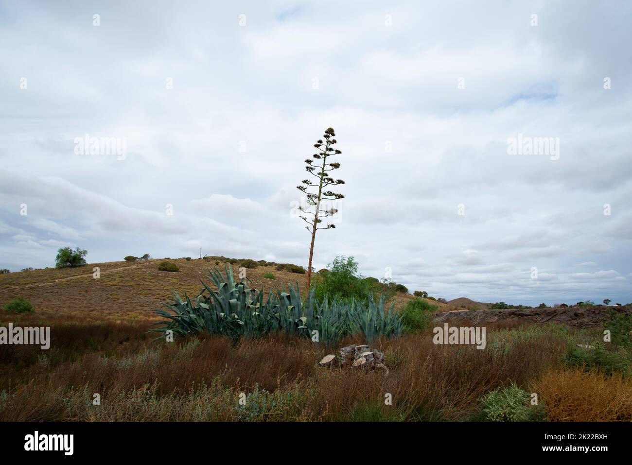 Agave Americana Plant in the Wild Stock Photo - Alamy
