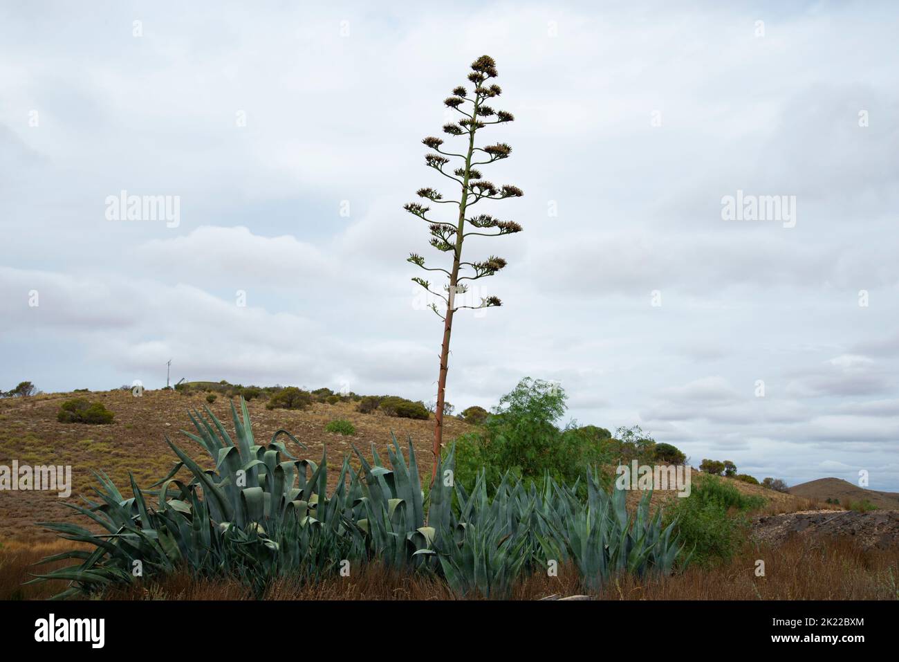 Agave Americana Plant in the Wild Stock Photo - Alamy