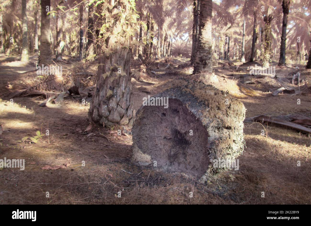 infrared image of the fallen decompose tree trunk on the ground Stock ...