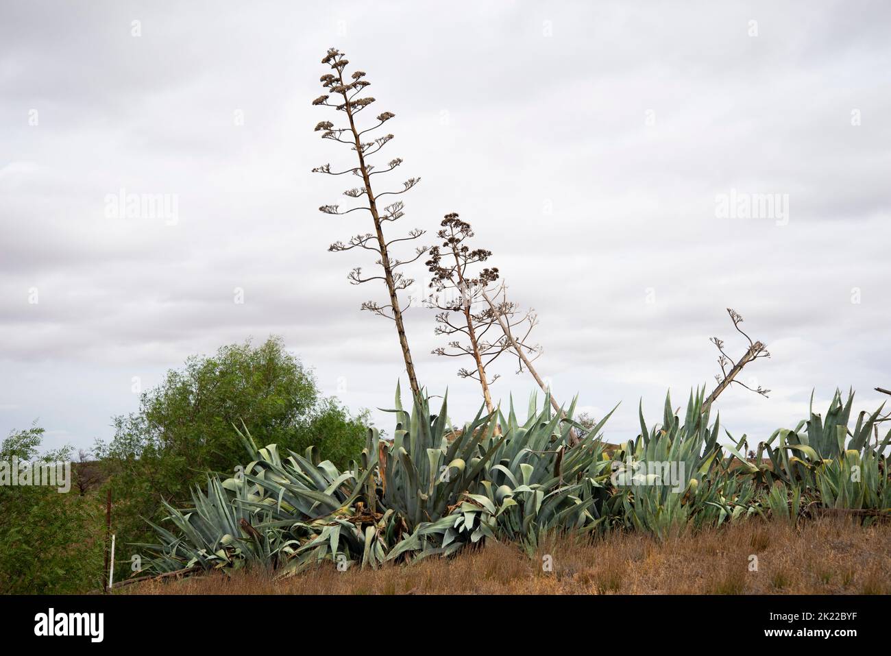 Century plant agave americana in hi-res stock photography and images ...