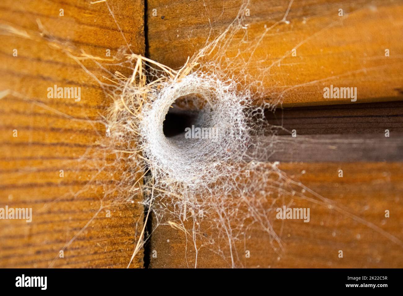 Spider nest. Wooden houses are spider nest Stock Photo - Alamy
