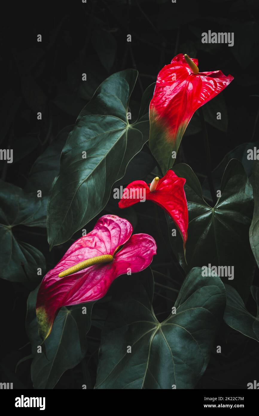 anthurium flowers, also known as tailflower, flamingo and laceleaf ...