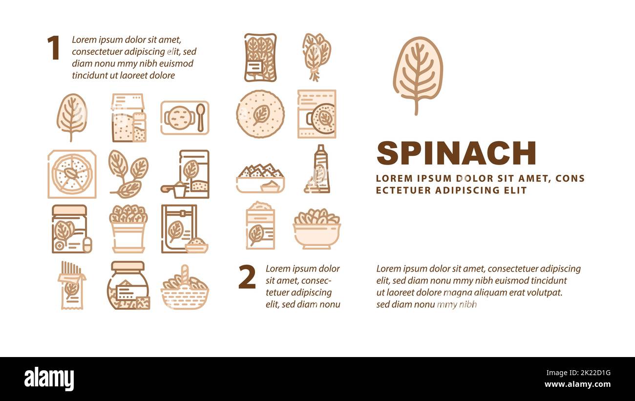 spinach leaf salad green food landing header vector Stock Vector Image ...