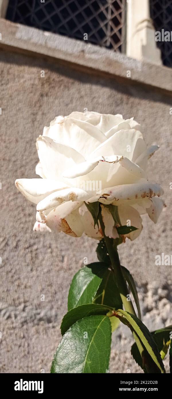 Roses blanches, France Stock Photo - Alamy