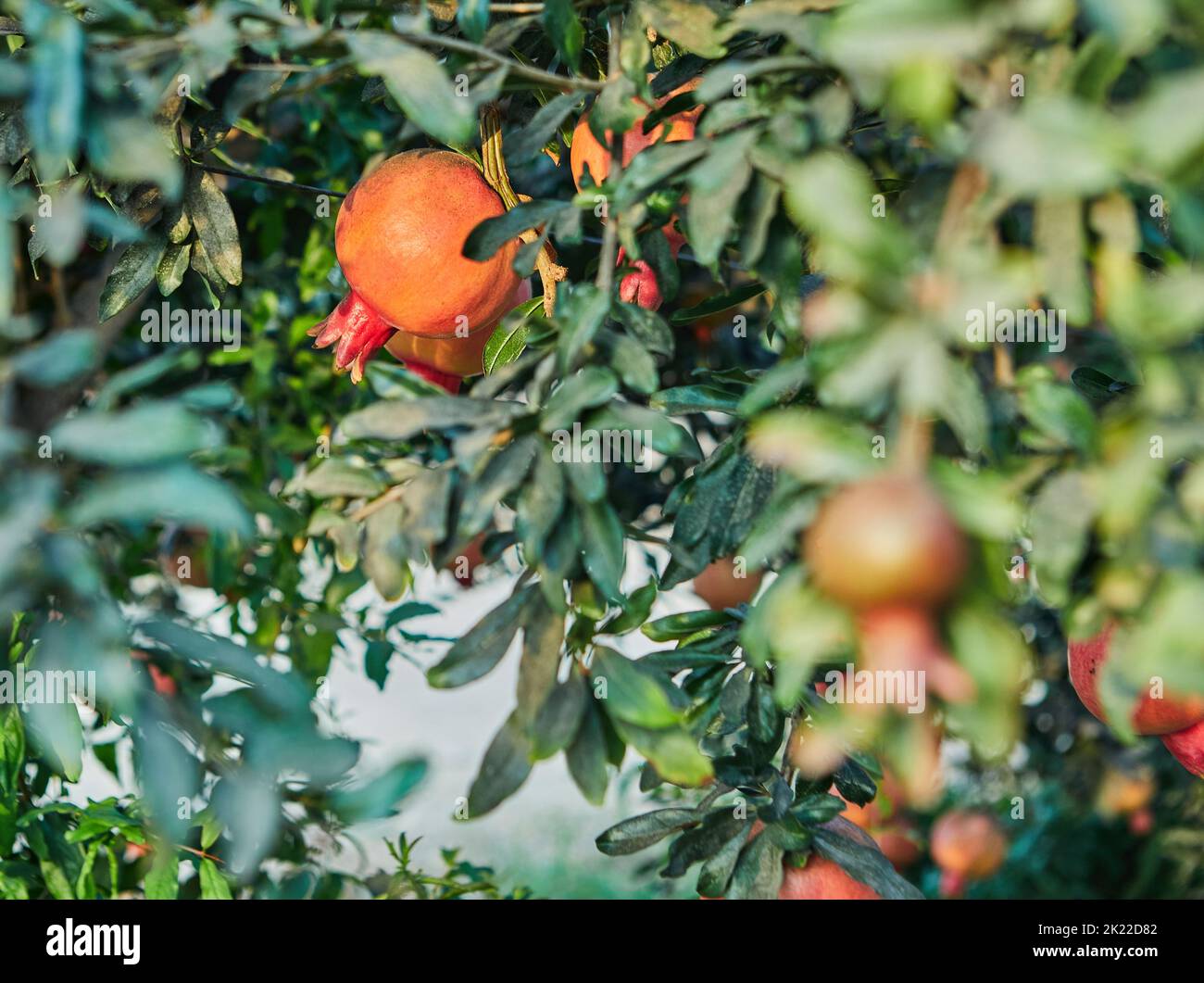 Plantation of pomegranate trees in the harvest season, in the rays of ...