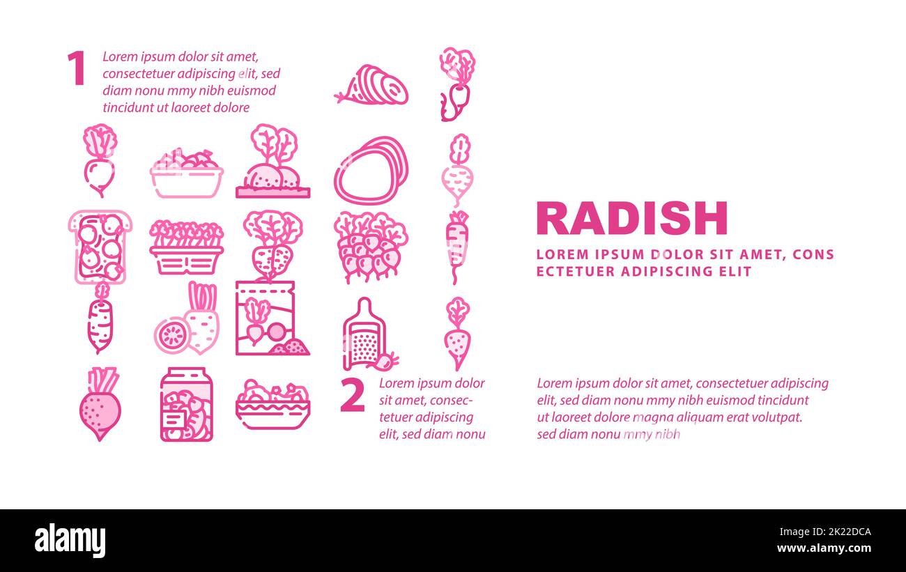 radish food organic vegetable landing header vector Stock Vector Image ...