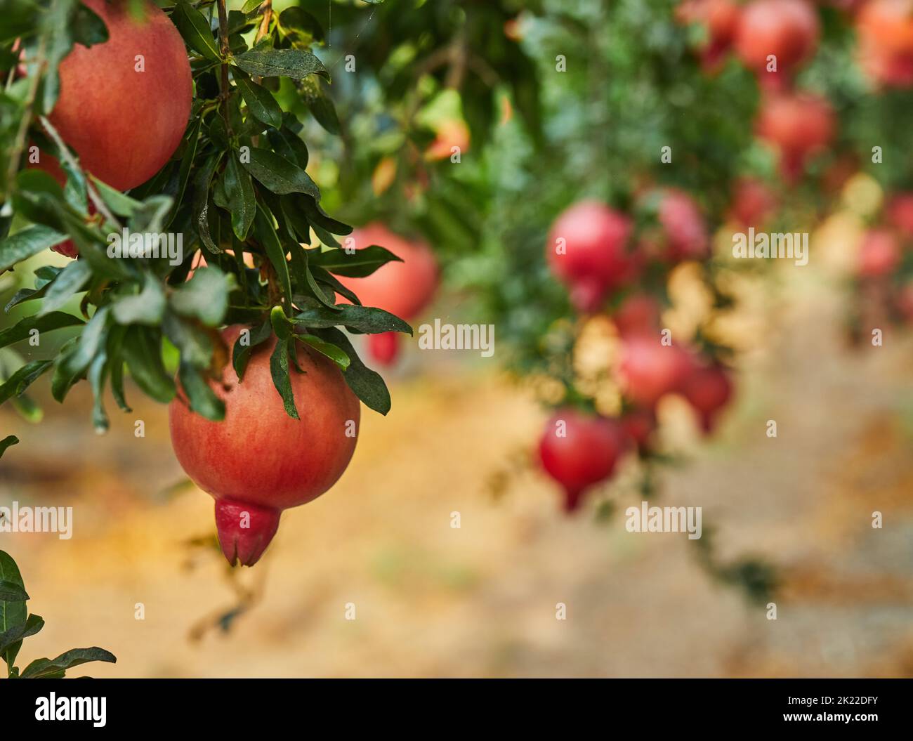 Plantation of pomegranate trees in the harvest season, in the rays of ...