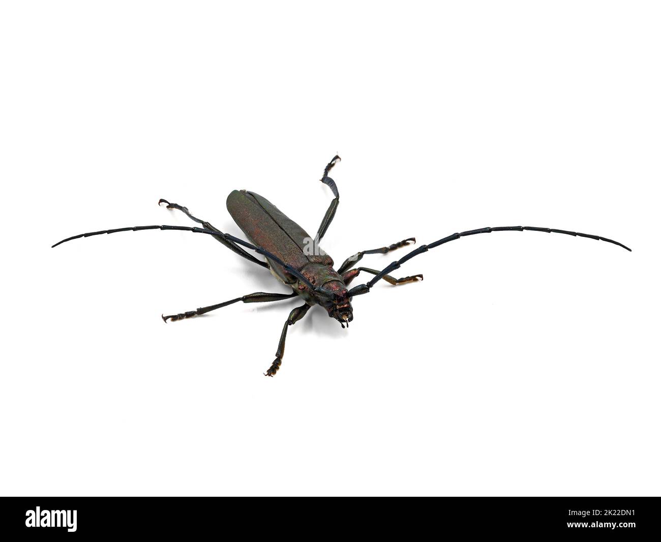 the musk beetle, aromia moschata, side view, isolated on white ...