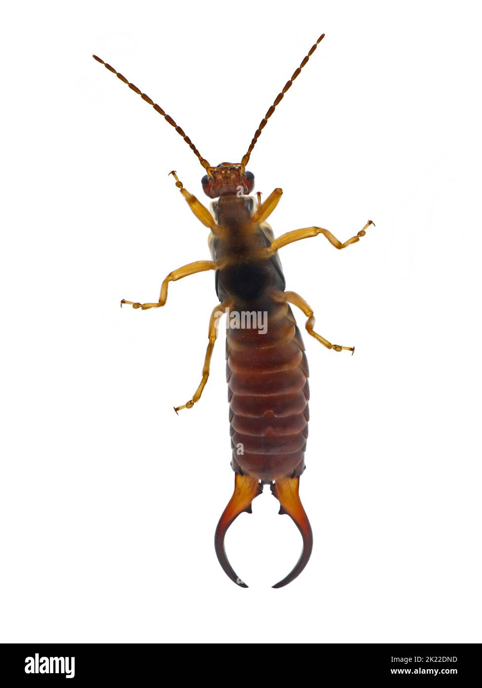 Common earwig, Forficula auricularia, underside of male dermaptera ...