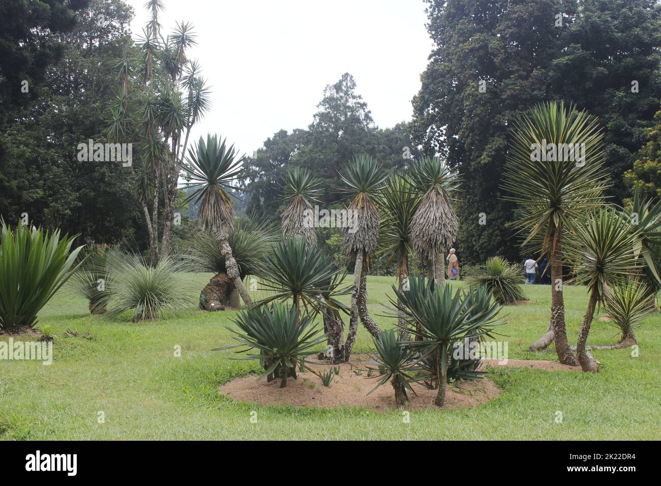 Cianjur, October 15, 2022: the beauty of the yucca tree in the park ...