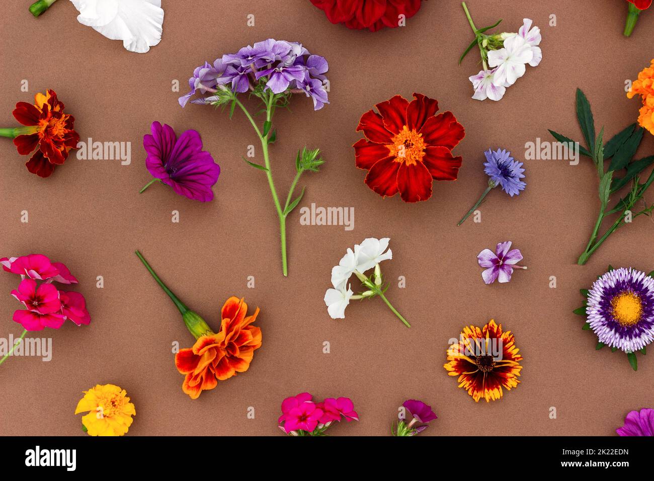 Bright pattern of colorful flowers on brown background, as backdrop or ...