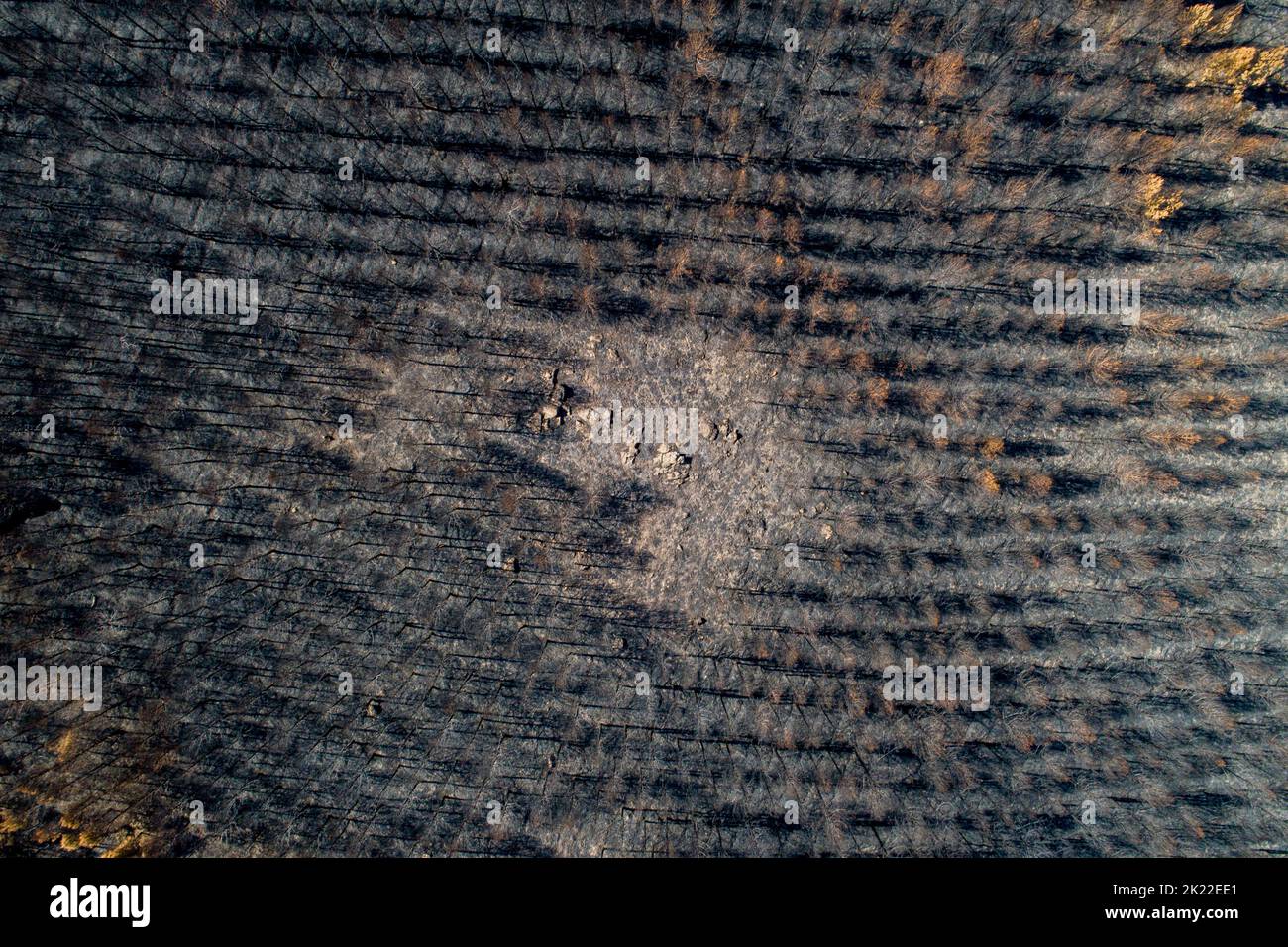 Burnt trees after a forest fire, aerial top view dead black forest ...
