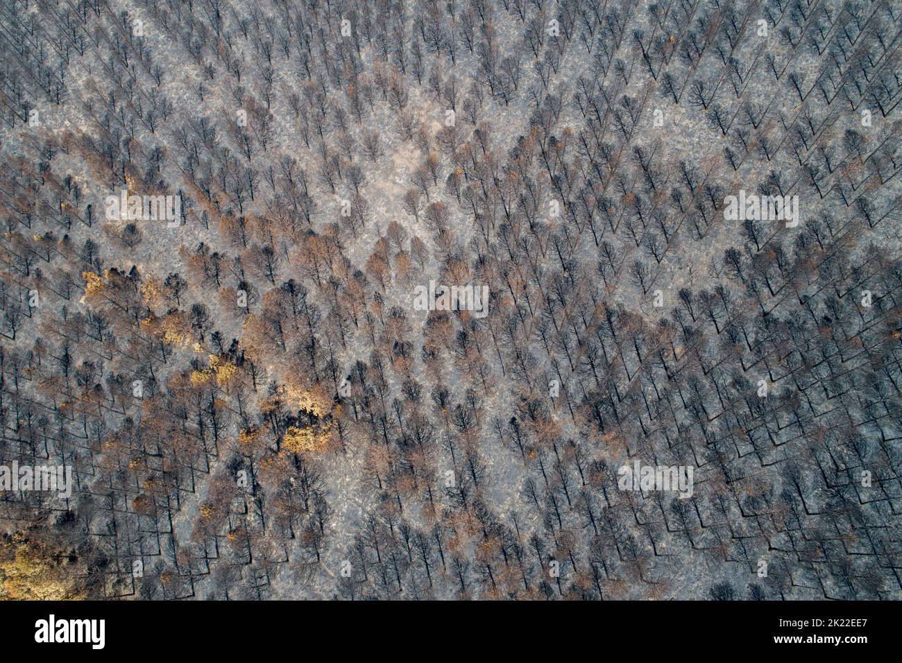 Aerial view of burnt forest after the fire. Burned fir and pine trees ...