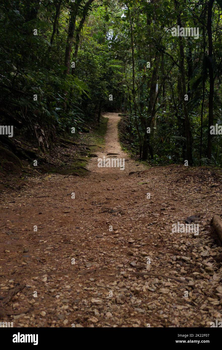 A muddy pathway in the middle of the forest Stock Photo - Alamy