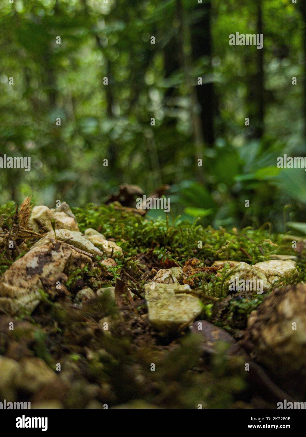 A rock on the ground with plants growing Stock Photo - Alamy