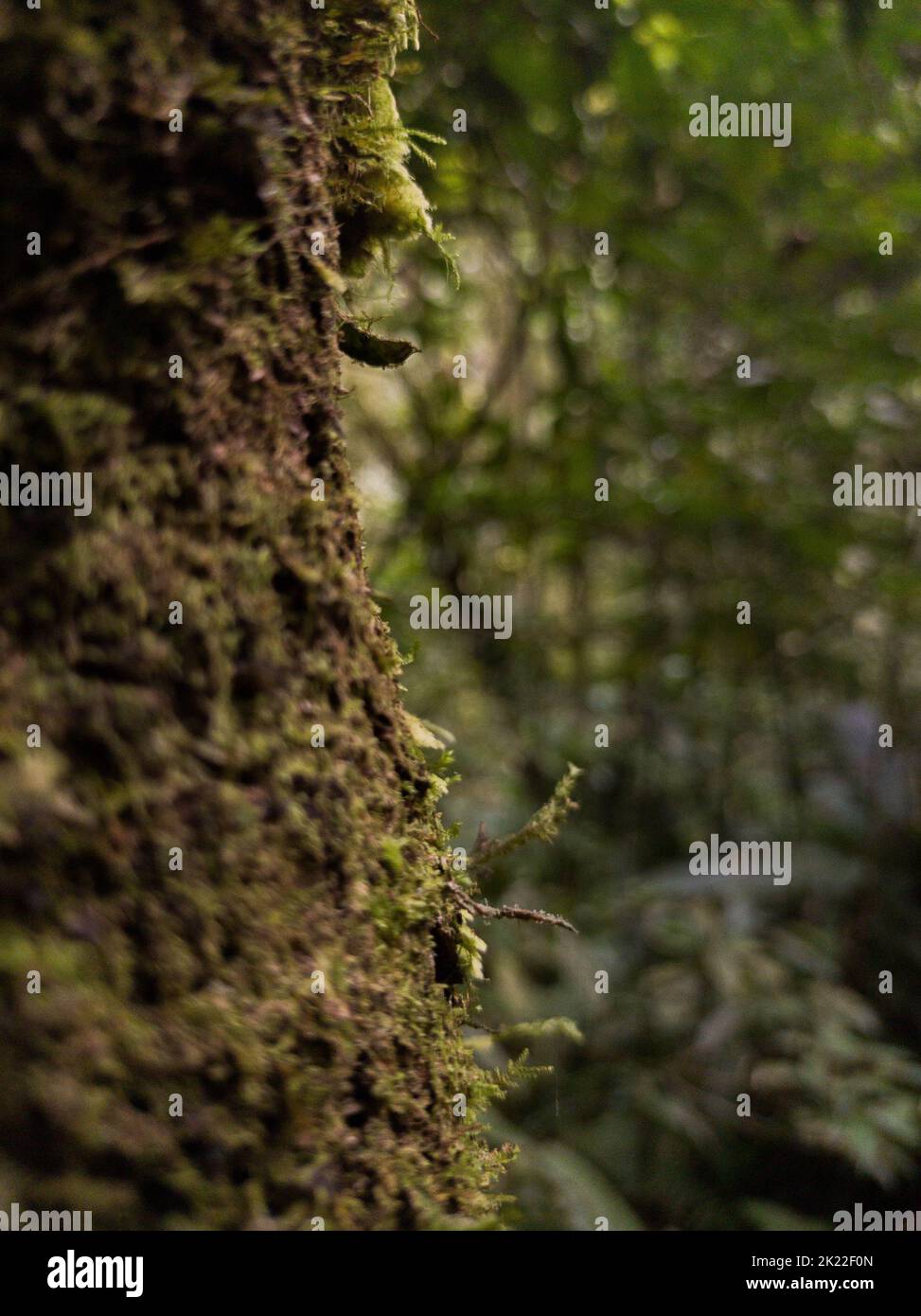 A tree trunk covered with moss Stock Photo - Alamy