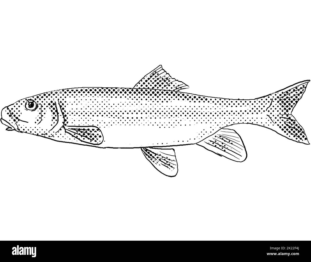 Cartoon style line drawing of a white sucker or Catostomus commersonii ...