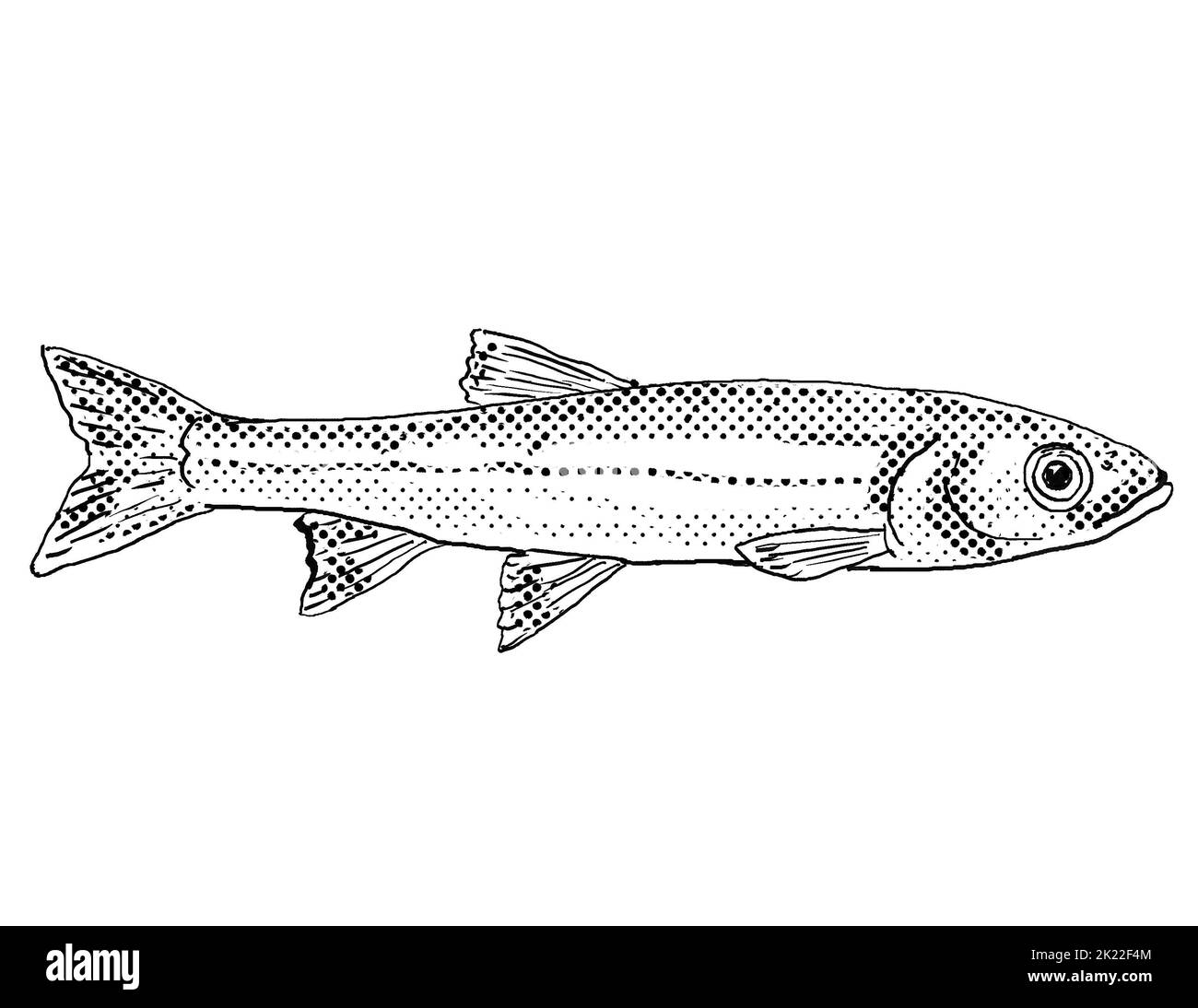 Cartoon style line drawing of a warpaint shiner or Luxilus coccogenis a ...