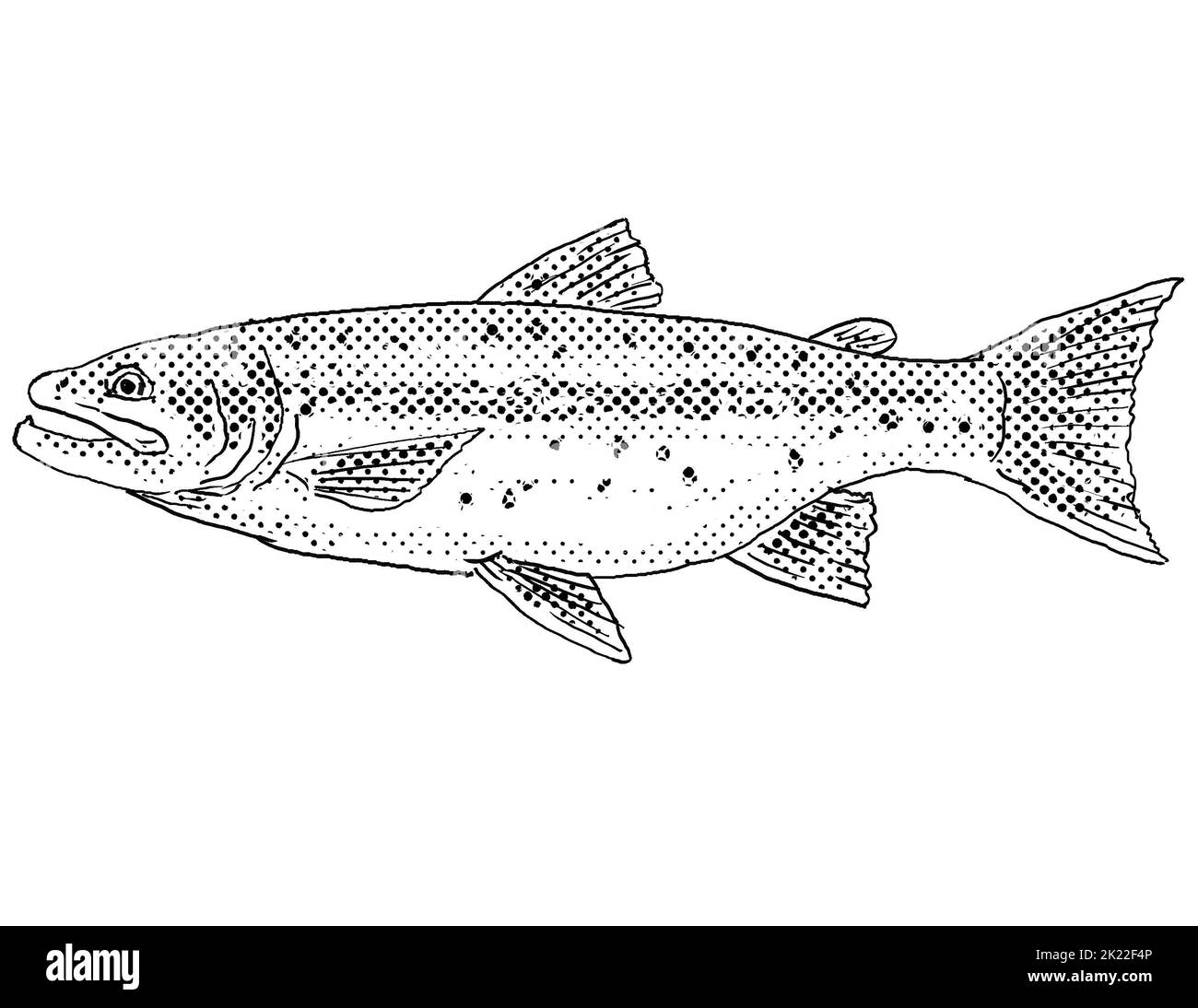 Cartoon style line drawing of a Athabasca rainbow trout or Oncorhynchus ...