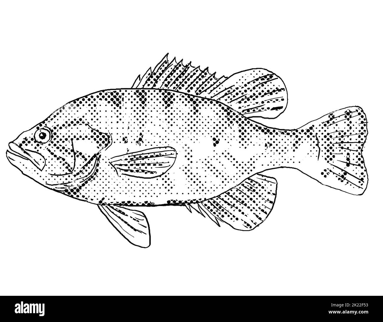 Cartoon style line drawing of a warmouth, molly, redeye or Lepomis ...