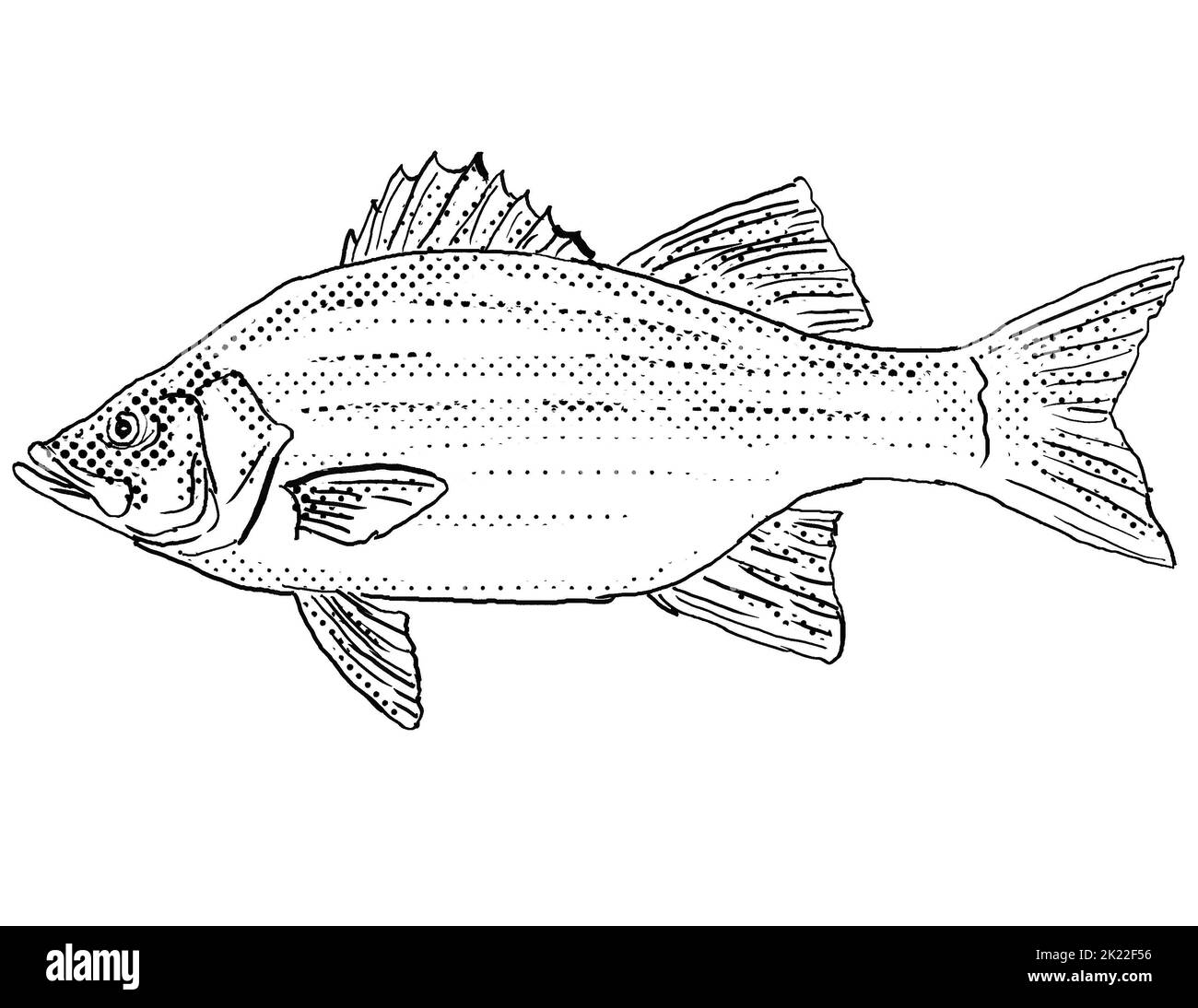 Cartoon style line drawing of a white bass, silver bass or sand bass ...
