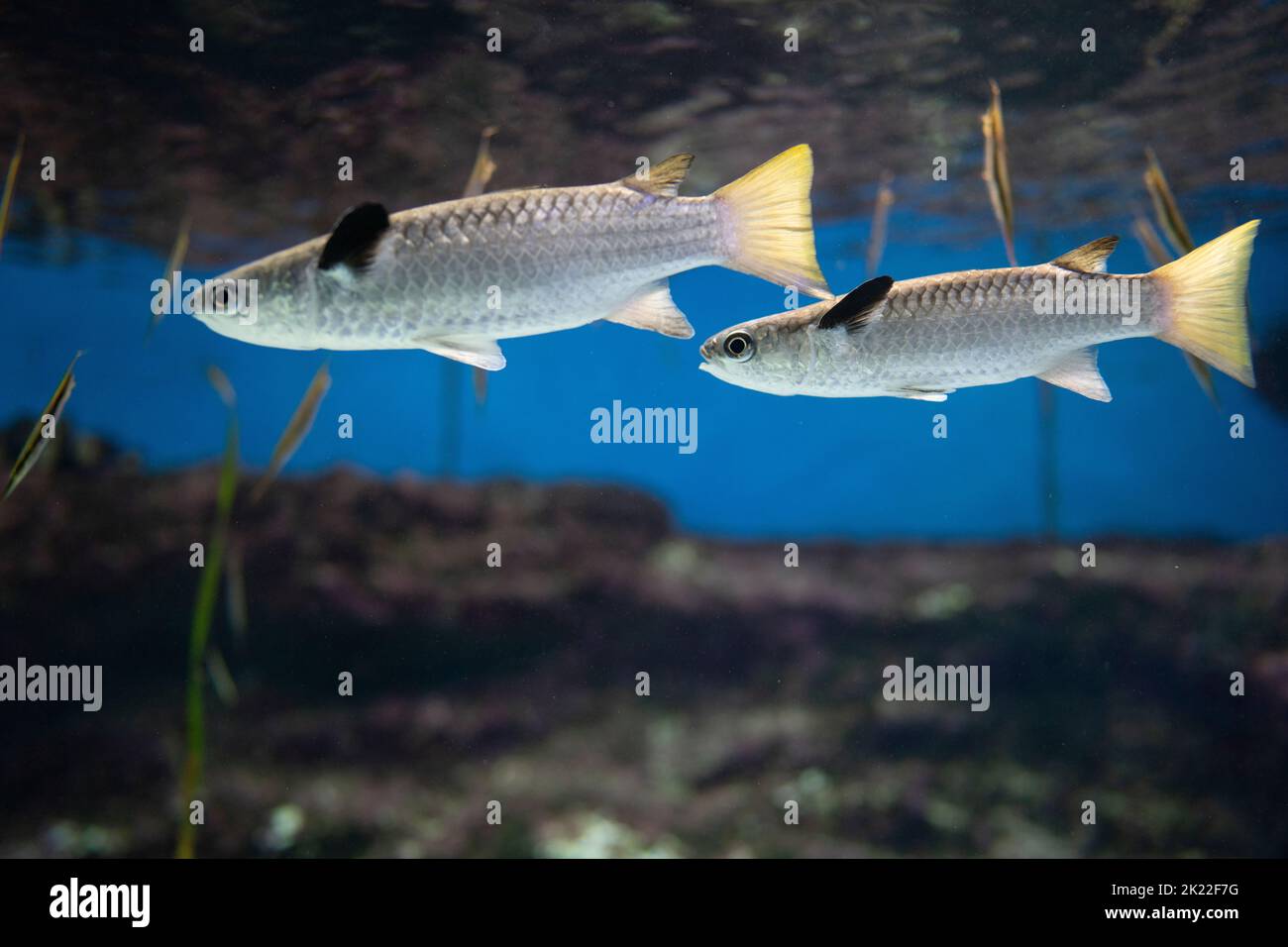 Squaretail mullet (Ellochelon vaigiensis), aka diamondscale mullet ...