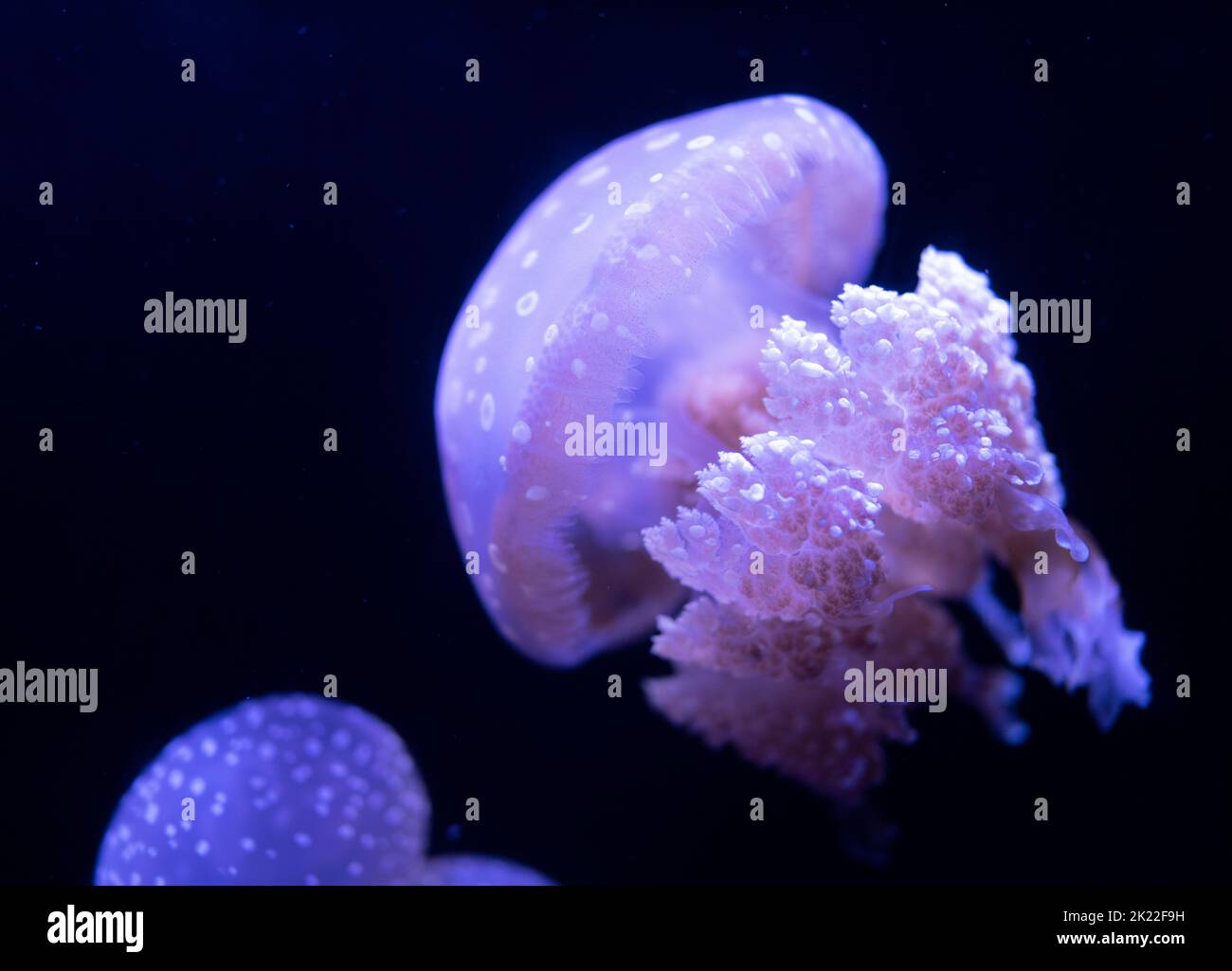 spotted jelly (Mastigias papua) lagoon jelly, golden medusa, or Papuan ...