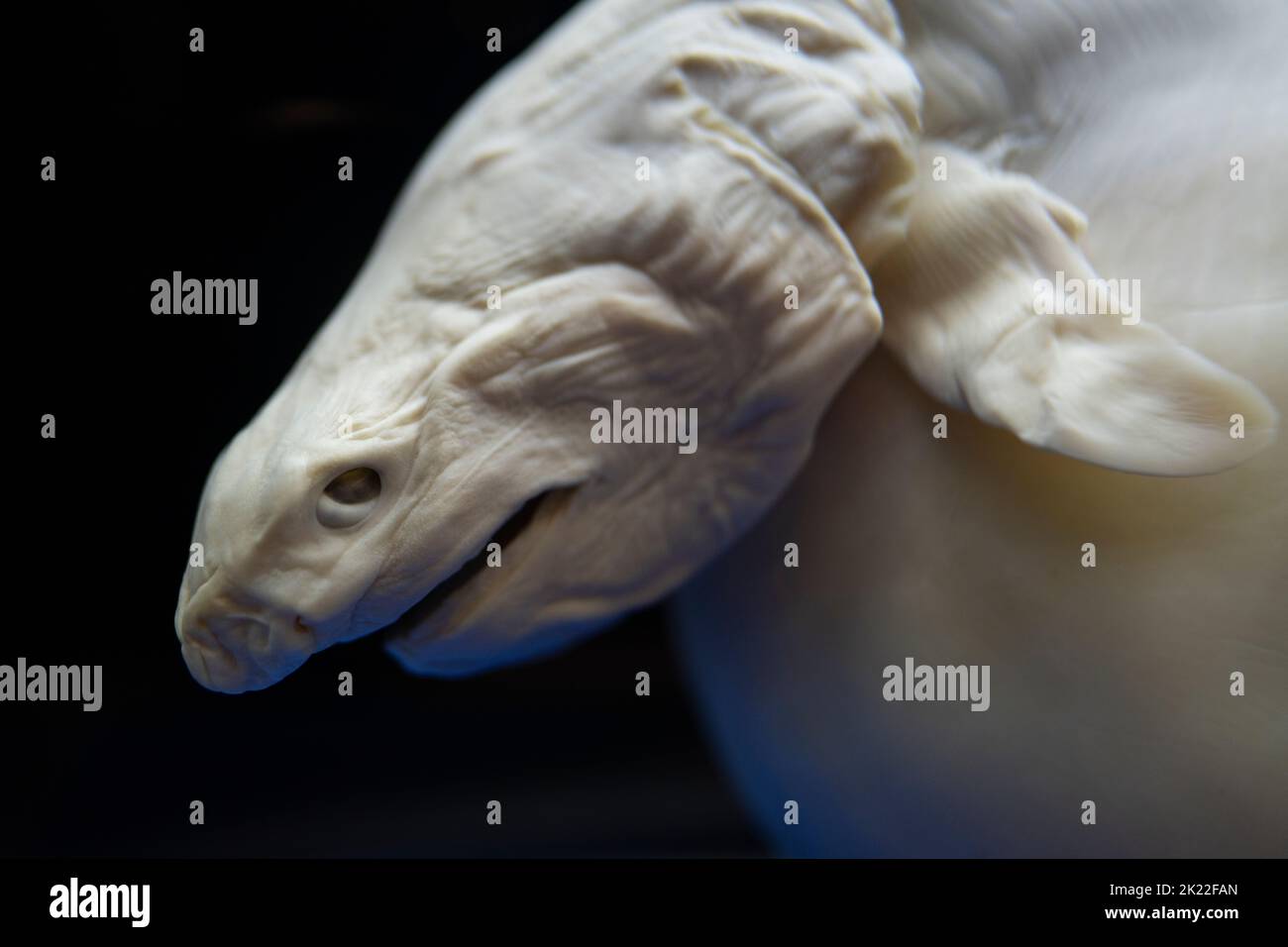 Great white shark fetus (specimen Stock Photo - Alamy