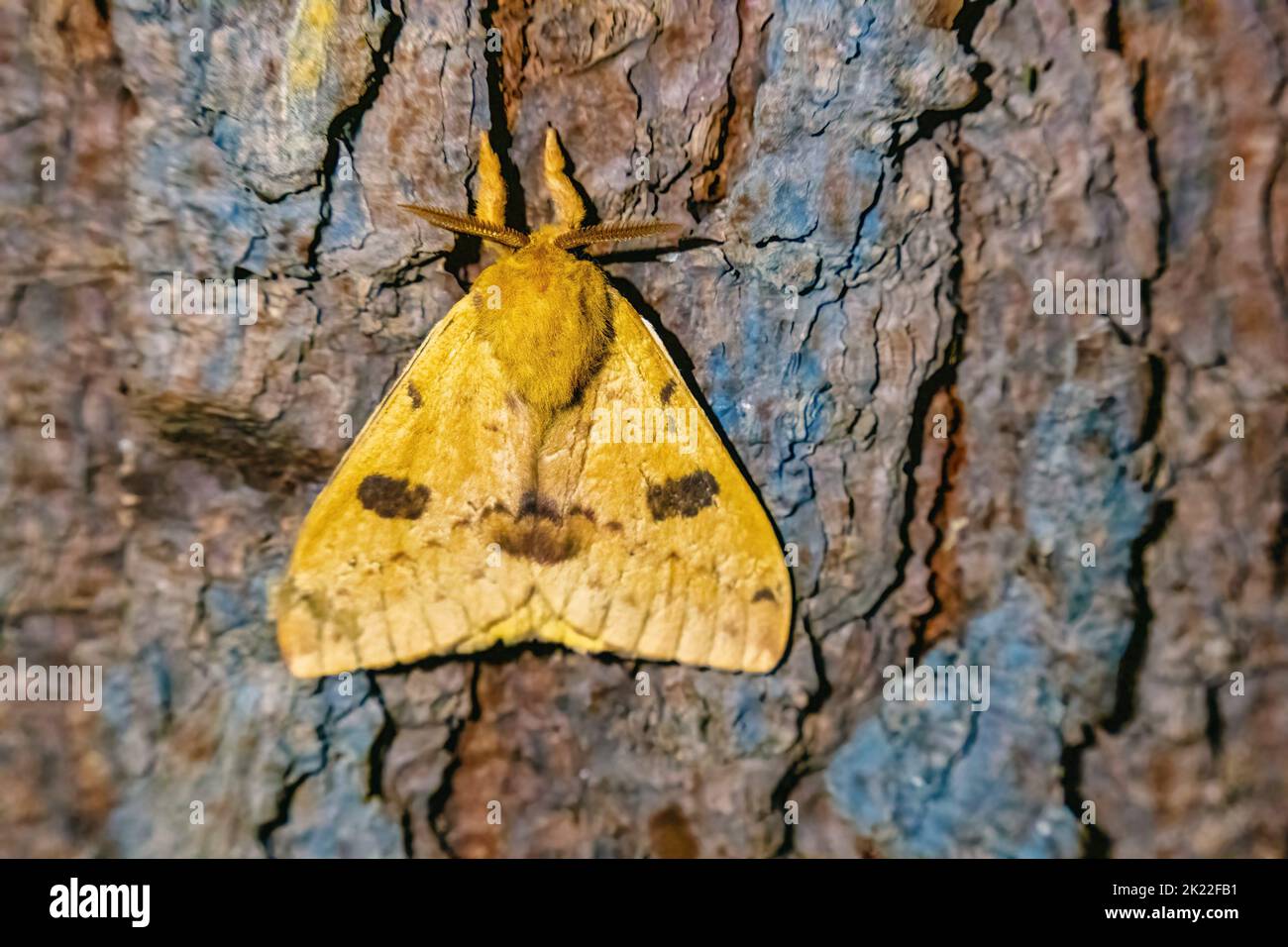 yellow night butterfly Stock Photo - Alamy