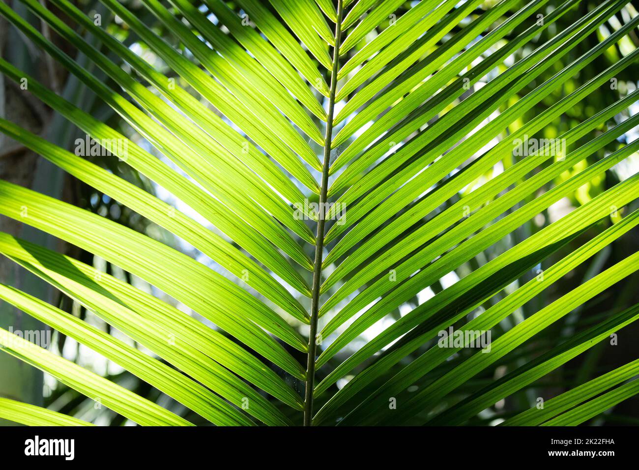 Palm tree is lightened up with beautiful sunshine, showing calm ...
