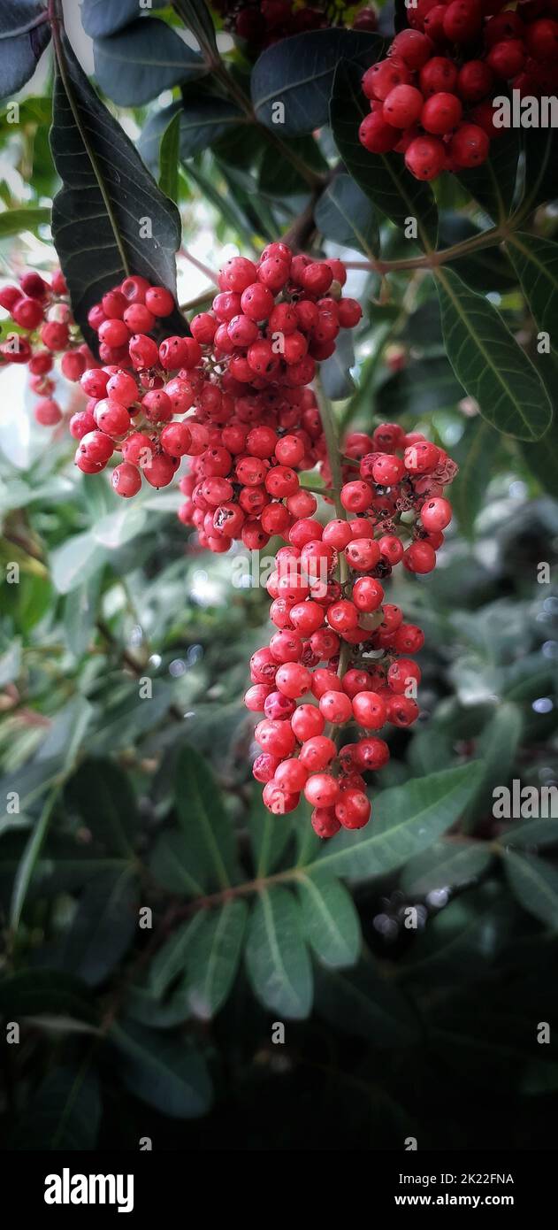 A vertical closeup of Brazilian peppertree growing on a green tree ...