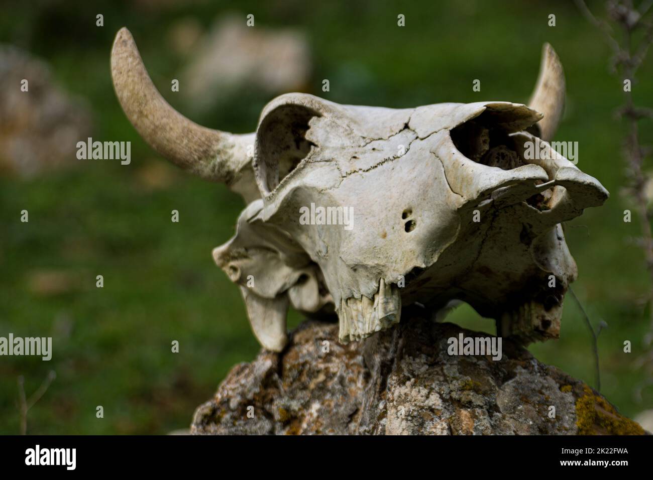 Scary cows hi-res stock photography and images - Alamy