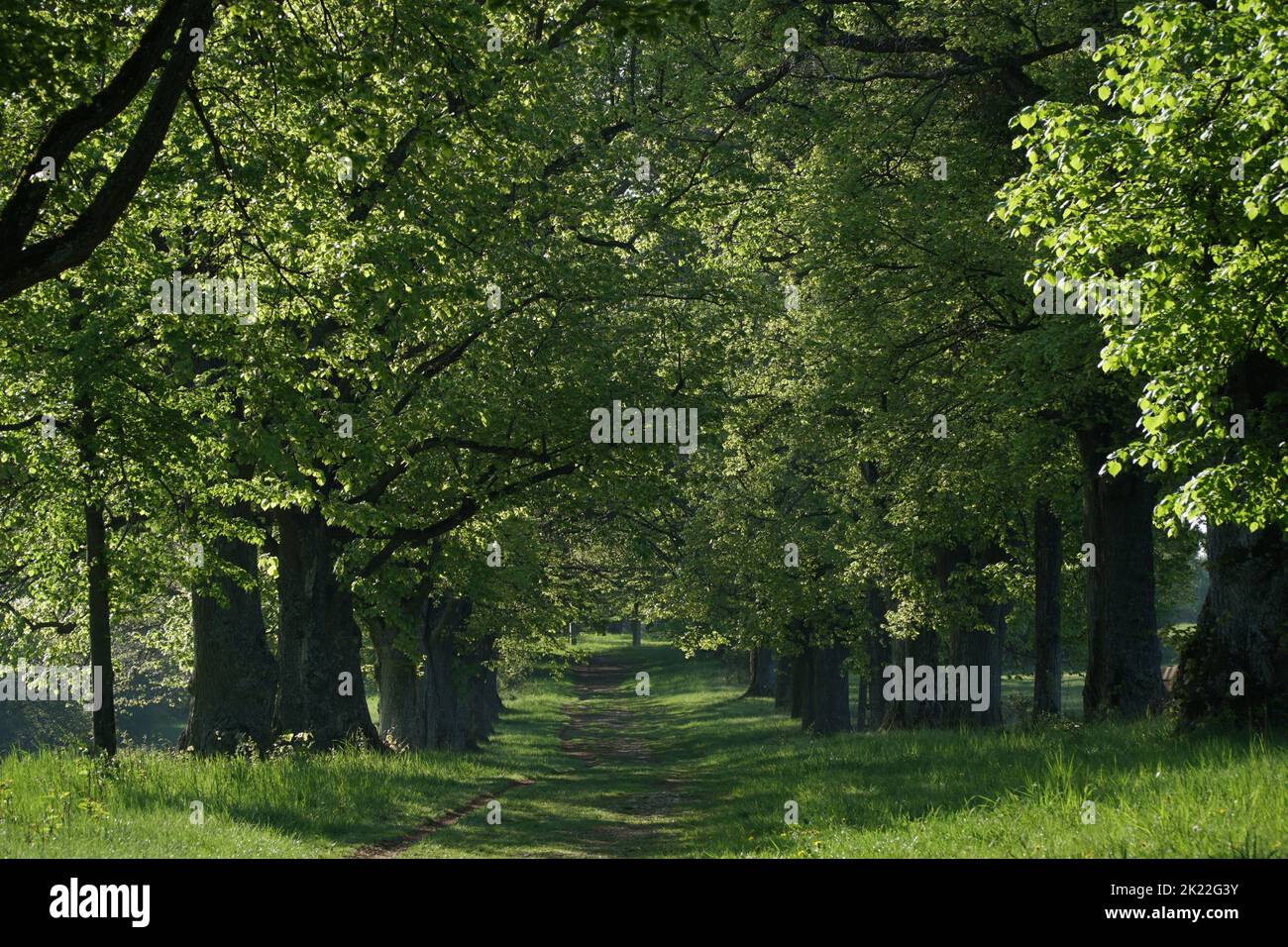 A scenic view of an alley between green trees in a park on a sunny day ...