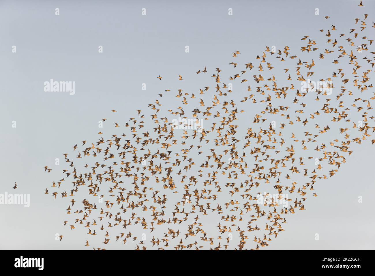Knot Calidris canutus, flock flying, RSPB Snettisham Nature Reserve ...